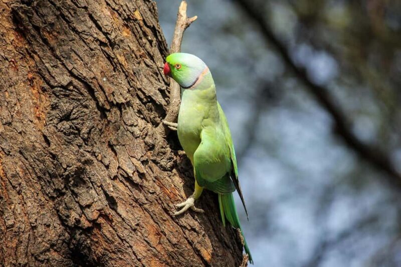 Bharatpur Bird Watching & Elephant Rescue Centre From Delhi - Who Is This Tour Best For?