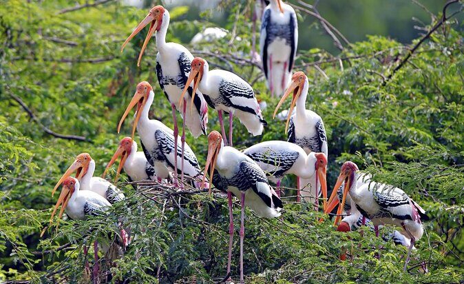 Bharatpur Bird watching & Wildlife from Delhi - An Authentic Wildlife Encounter: What the Tour Offers