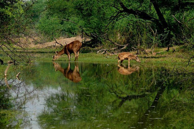 Bharatpur Birding adventure from Delhi - A Closer Look at Bharatpur’s Birding Paradise