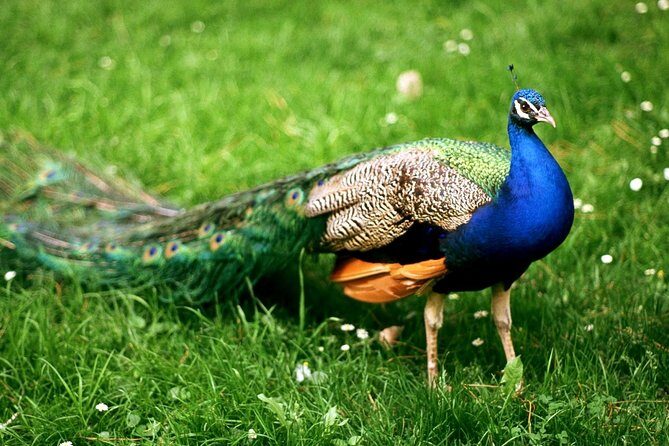 Bharatpur Birding adventure from Delhi - Who Will Love This Tour?