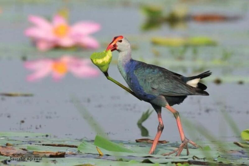 Bharatpur: Keoladeo National Park Guided Tour with Pickup - An Inside Look at the Keoladeo National Park Guided Tour