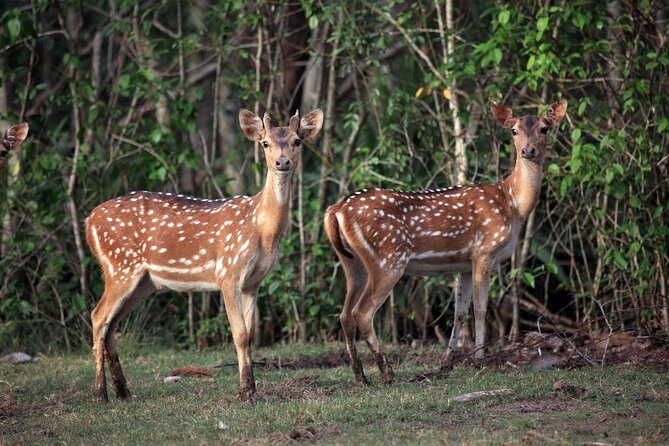 Bhubaneshwar, Bhitarkanika & Similipal Tiger Reserve Tour - Day 4: Into the Heart of the Jungle at Similipal