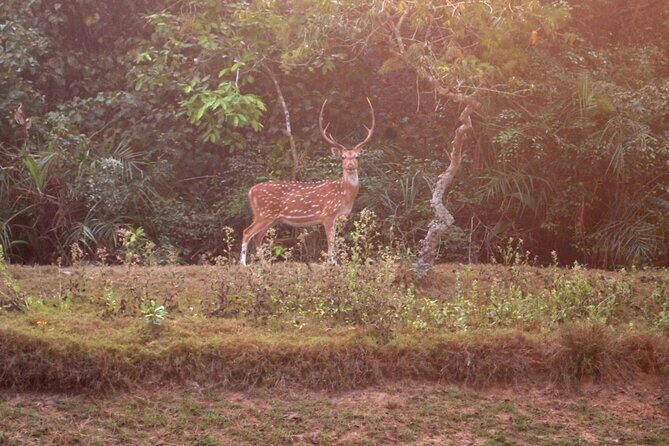 Bhubaneshwar to Similipal National Park Expedition - Exploring the Journey from Bhubaneshwar to Similipal