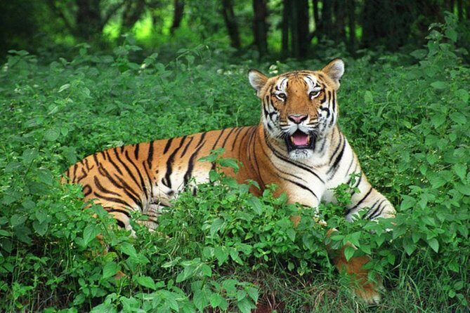 Bhubaneshwar to Similipal National Park Expedition - Who Will Love This Tour?