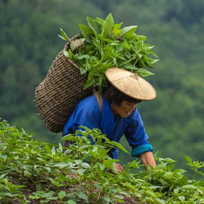 Bhutan: 5-Day Spiritual Ascent Tour All Inclusive - Final Thoughts