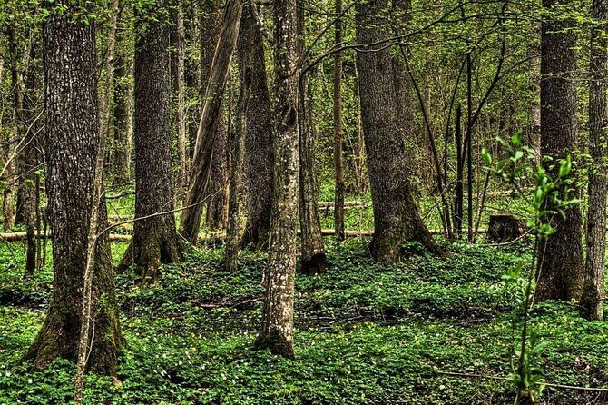 Bialowieza National Park Small Group Tour from Warsaw with Lunch included - Key Points
