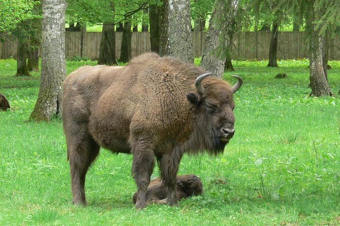 Bialowieza National Park Small Group Tour from Warsaw with Lunch included - A Closer Look at the Itinerary