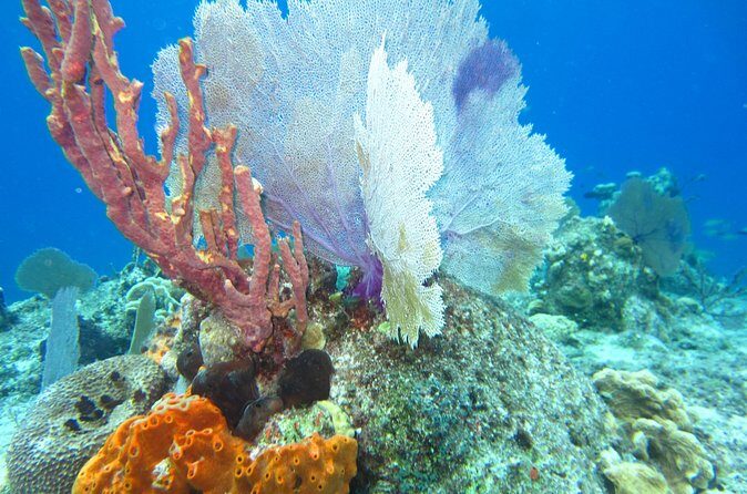 Bicycle Adventure With Snorkel and Lunch - Authentic Reviews and Insights