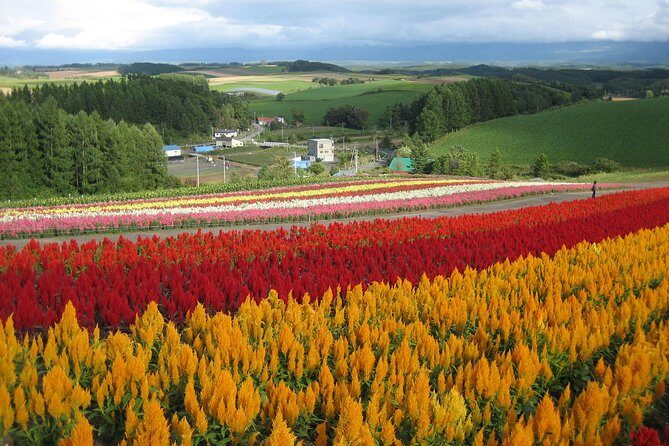 [Biei/Furano] One-day sightseeing by private car! - Key Points