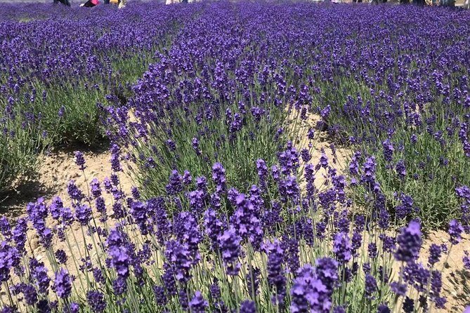 [Biei/Furano] One-day sightseeing by private car! - Comfort and Transportation