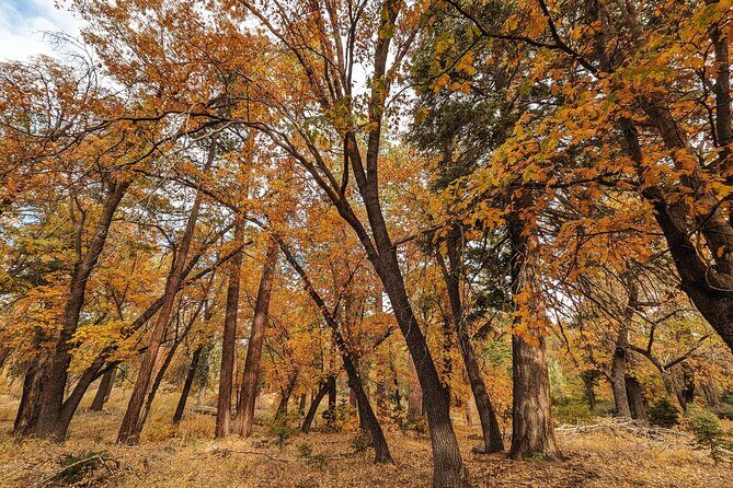 Big Bear Fall Colors Hiking Tour in Southern California - Practical Details & Value