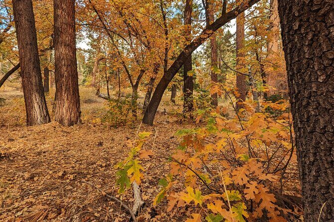 Big Bear Fall Colors Hiking Tour in Southern California - Who Should Sign Up?