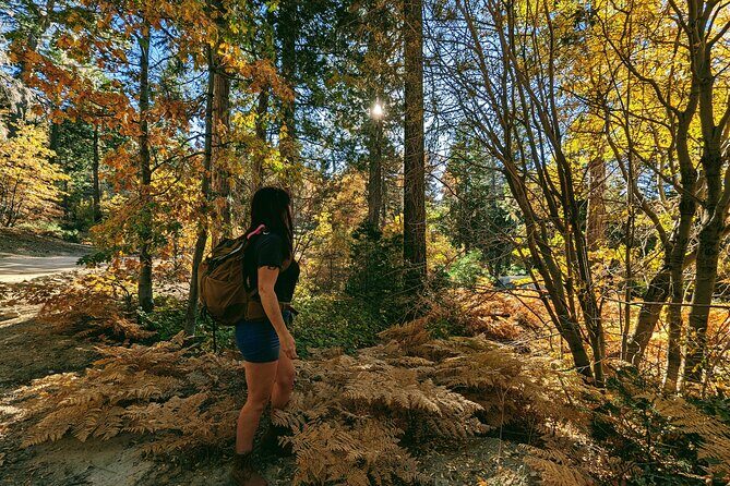 Big Bear Fall Colors Hiking Tour in Southern California - The Sum Up