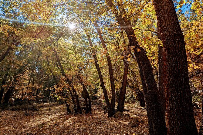Big Bear Fall Colors Hiking Tour in Southern California - FAQ