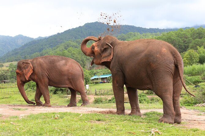 Big Boy Elephant Sanctuary and Bamboo Rafting Experience - Key Points