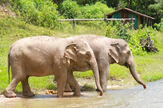 Big Boy Elephant Sanctuary and Bamboo Rafting Experience - FAQ