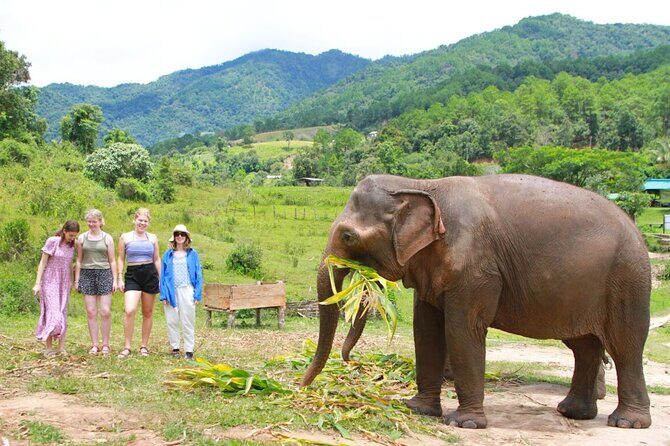Big Boy Elephant Sanctuary Half Day Tour + Pad Thai Cooking Class - Transportation and Group Size