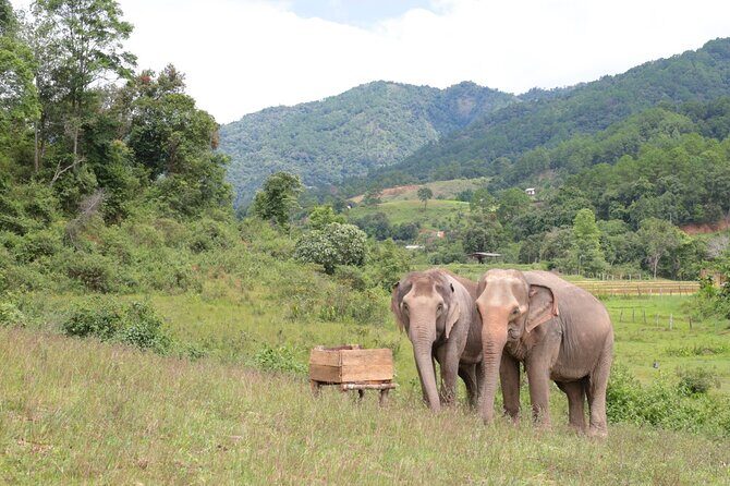 Big Boy Elephant Sanctuary Half Day Tour + Pad Thai Cooking Class - Price and Value
