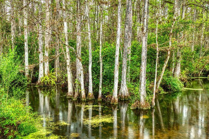 Big Cypress National Preserve Self Guided Driving Audio Tour - FAQ
