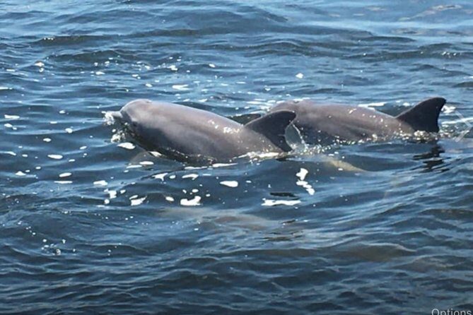 Big Fun Dolphin Cruise & Sealife Experiece ORANGE BEACH ALABAMA - Discover the Big Fun Dolphin Cruise & Sealife Experience in Orange Beach, Alabama