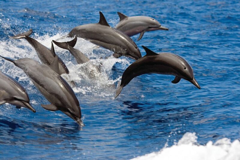 Big Island: 3 Hour Waikoloa Snorkeling & Sailing Adventure - Introduction