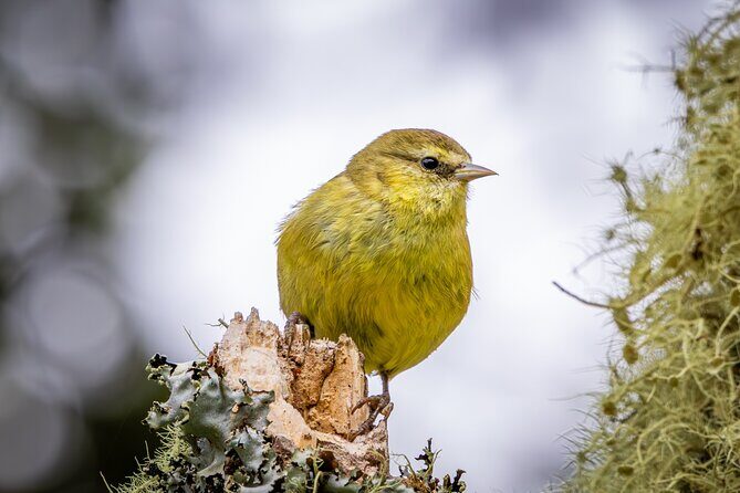 Big Island Birdwatching Tour - Who Will Love This Tour?