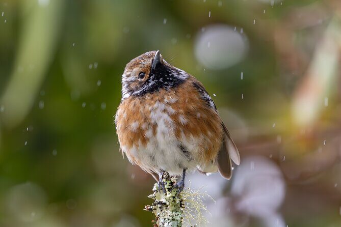 Big Island Birdwatching Tour - Frequently Asked Questions