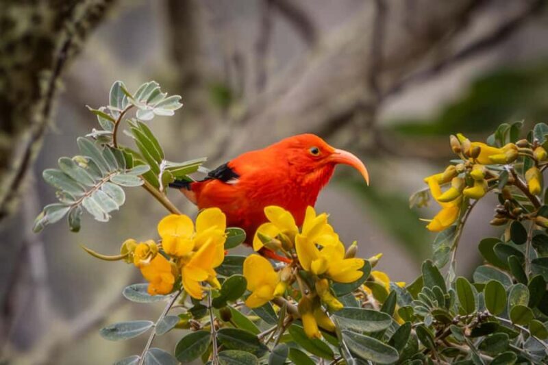Big Island: Birdwatching Tour with Expert Guide - Practical Details and Considerations