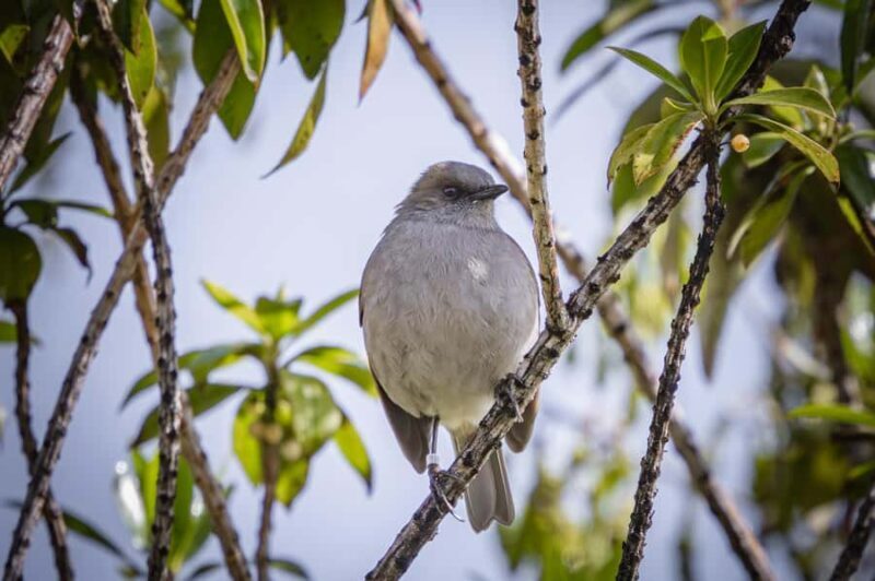 Big Island: Birdwatching Tour with Expert Guide - Who Should Consider This Tour?