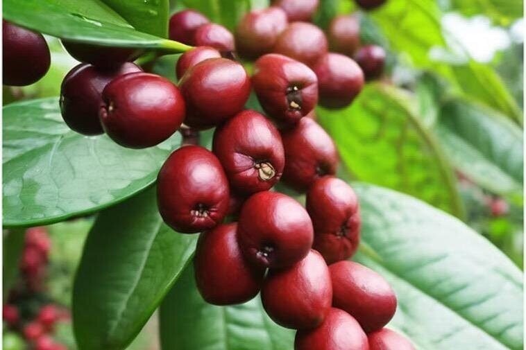 Big Island Epic Coffee Tour - ATV Ride Included - FAQ: Your Questions Answered