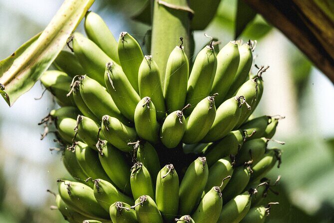 Big Island Farms Tour in Hawaii - The Sampling Experience