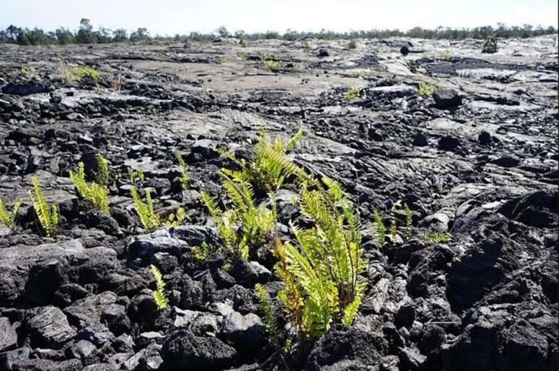 Big Island Hawaii Volcano Day tour from Oahu and Hotel PU - An overview of the experience