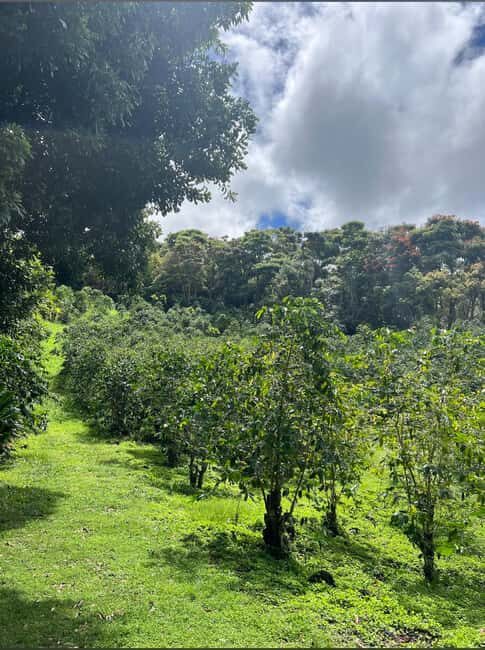 Big Island: Hilo to Kona Day Tour with Tastings - Practical Details & What to Expect