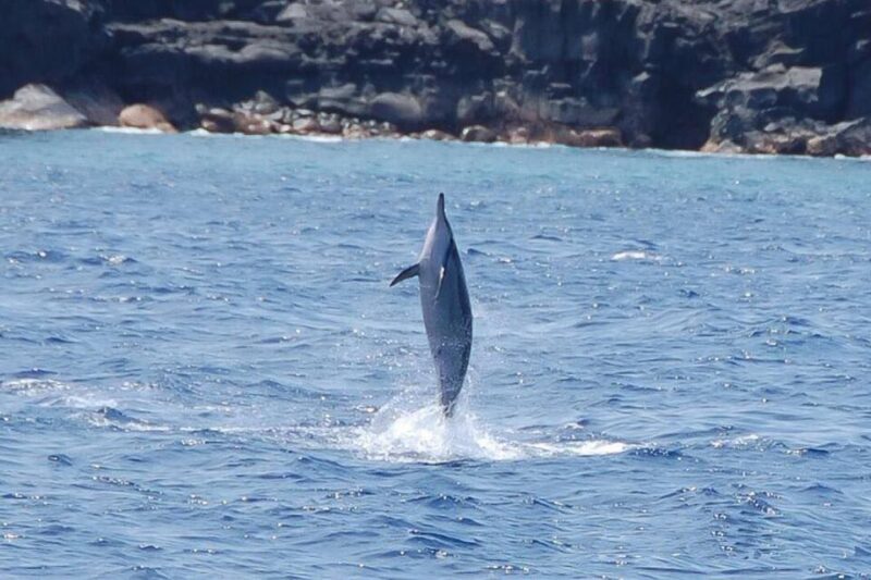 Big Island: Kealakekua Bay, Captain Cook & Marine Life Tour - Key Points