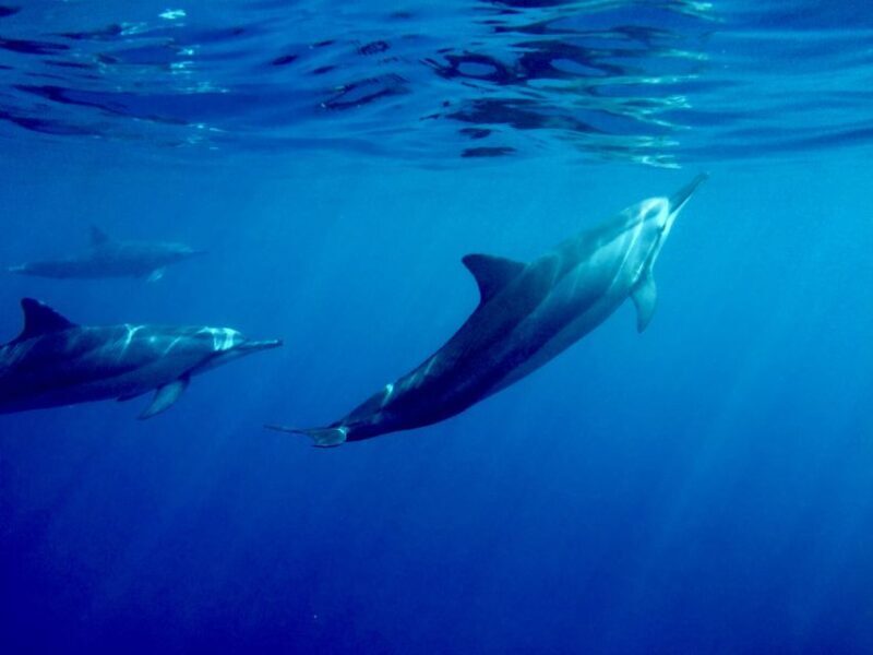 Big Island: Kealakekua Bay, Captain Cook & Marine Life Tour - Itinerary Breakdown: What makes each stop special
