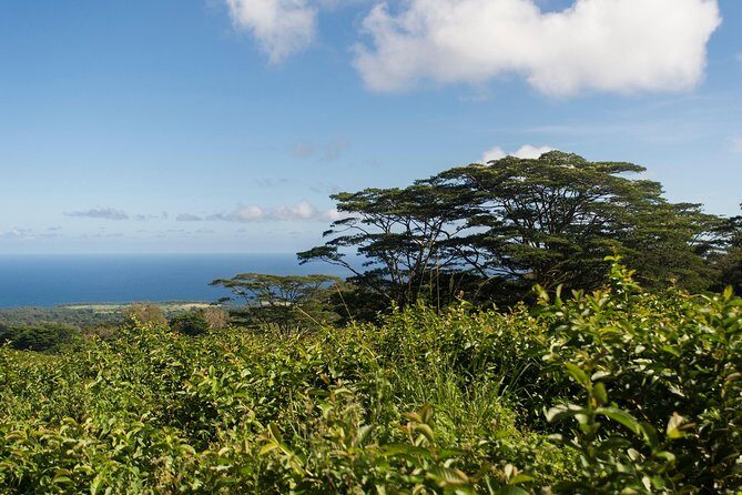 Big Island Kohala Canopy Zipline Adventure - Who Will Love This Experience?