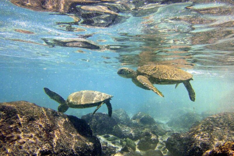 Big Island: Kona Half-Day Boat Tour with Snorkeling & Lunch - An In-Depth Look at the Kona Half-Day Boat Tour
