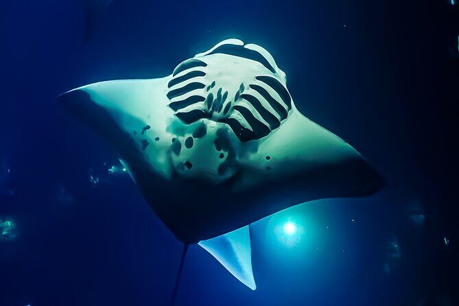 Big Island, Kona Manta Ray Night Snorkel Tour - The Itinerary in Detail