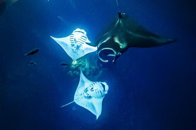 Big Island, Kona Manta Ray Night Snorkel Tour - Final Thoughts