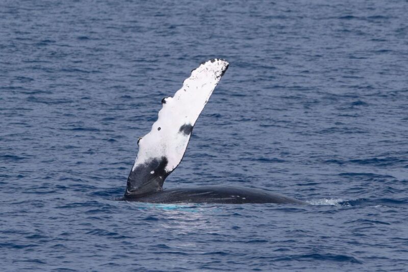 Big Island: Kona Super Raft Whale Watch - An Authentic, Small-Group Adventure