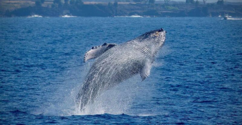 Big Island: Kona Super Raft Whale Watch - Price & Value: Is It Worth It?