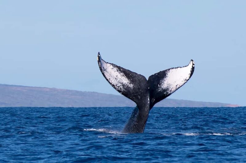 Big Island: Kona Whale Watching Tour - Big Island: Kona Whale Watching Tour Review – A Close Encounter with Hawaii’s Gentle Giants
