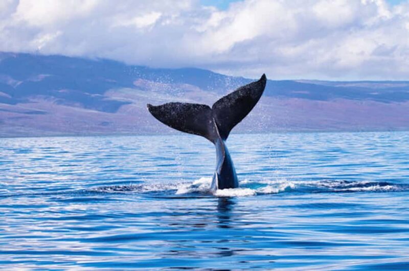 Big Island: Kona Whale Watching Tour - Key Points