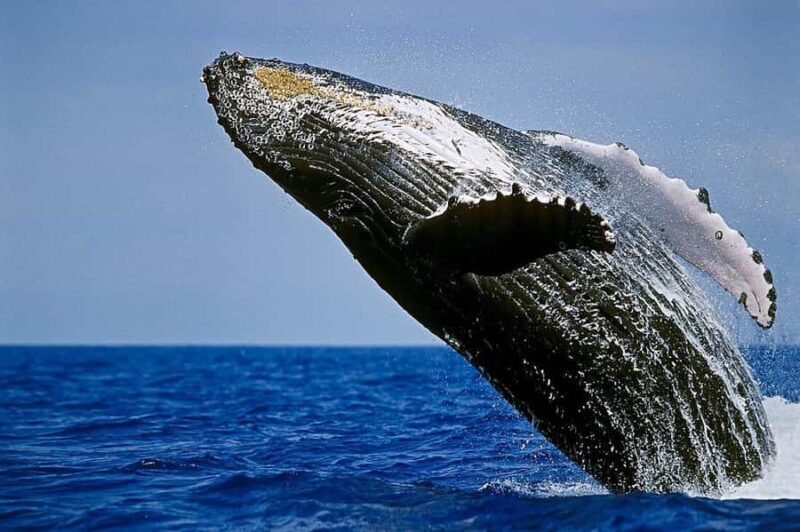 Big Island: Kona Whale Watching Tour - Authentic Experiences and Authentic Reviews