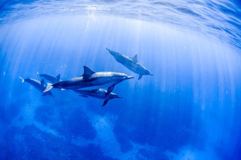 Big Island: Luxury Catamaran Trip along the Kona Coast - FAQ