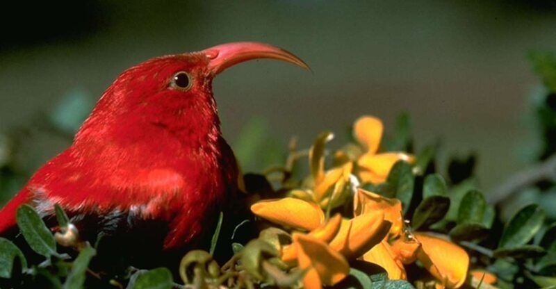 Big Island: Native Bird Watching & Hiking Tour - The Sum Up: Who Should Consider This Tour?