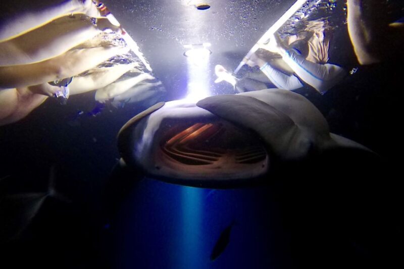 Big Island: Night Swim with Manta Ray with Hot Chocolate - An Authentic Look at the Experience