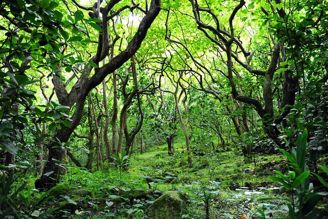 Big Island North Island Jungle Adventure - Self-Guided Audio Tour - Final Thoughts