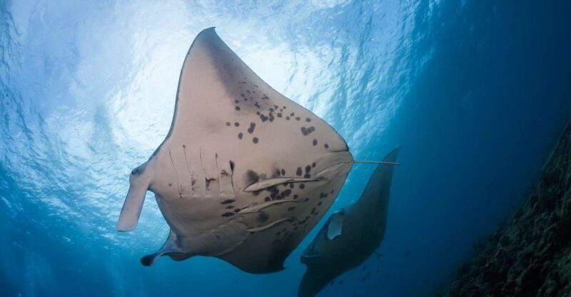 Big Island: Snorkel with Manta Rays - Manta Guarantee - An In-Depth Look at the Manta Ray Snorkel Tour