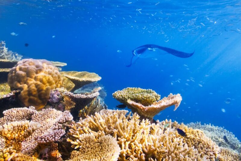 Big Island: Snorkel with Manta Rays - Manta Guarantee - Final Thoughts: Is It Worth It?